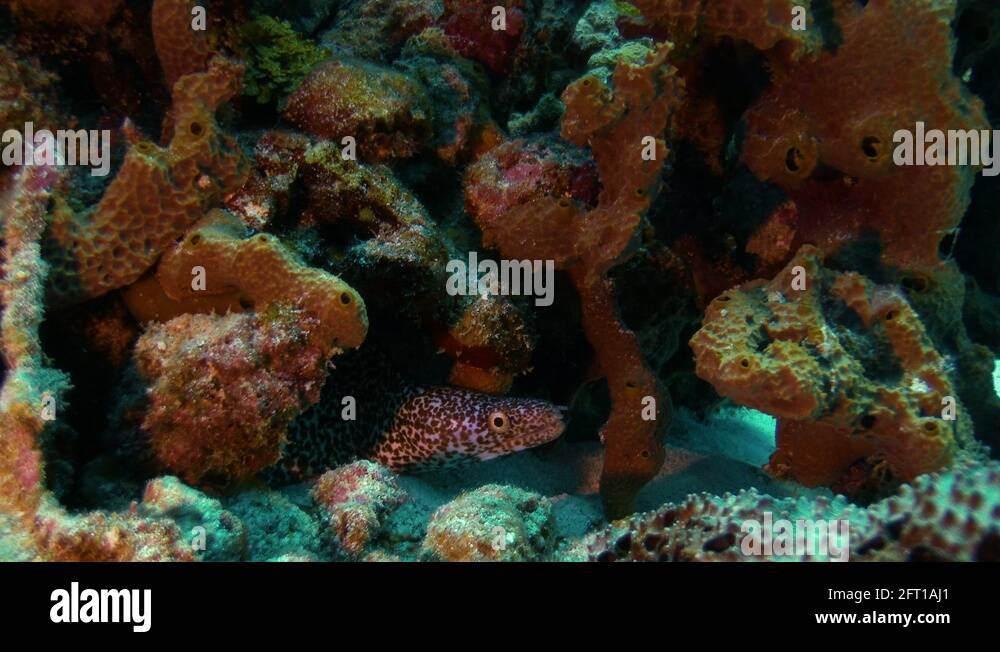 Coral leaves Stock Videos & Footage - HD and 4K Video Clips - Alamy