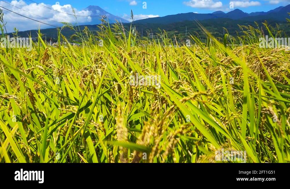 Mount fuji and rice field Stock Videos & Footage - HD and 4K Video ...