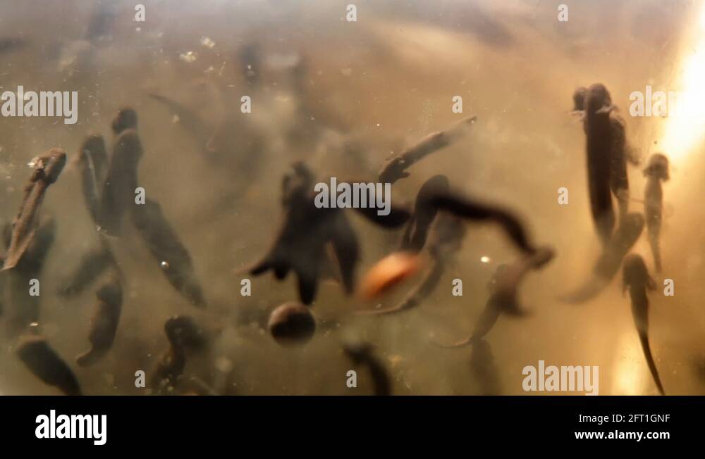 Amphibian embryo Stock Videos & Footage - HD and 4K Video Clips - Alamy
