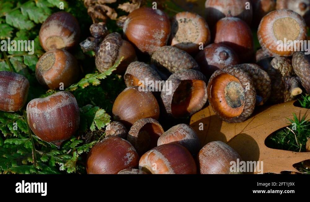Fallen red oak acorns on the forest floor and acorn falling on top of ...