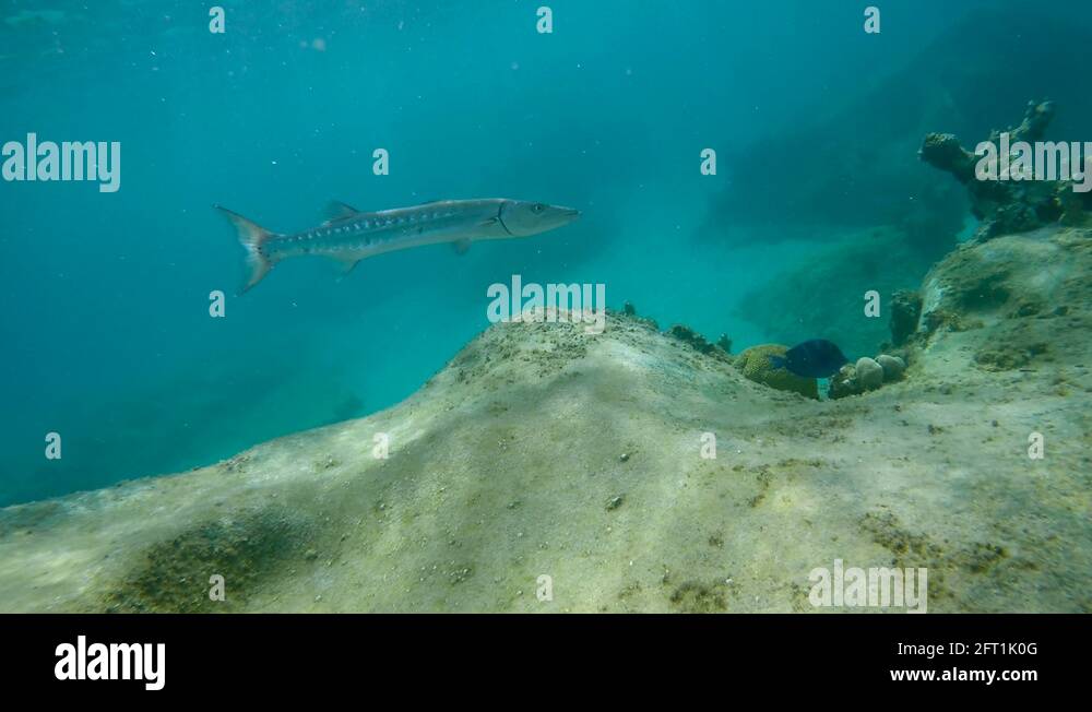 British marine life underwater Stock Videos & Footage - HD and 4K Video ...