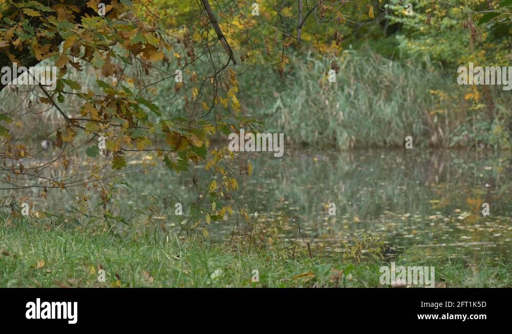 Watery woodland Stock Videos & Footage - HD and 4K Video Clips - Alamy