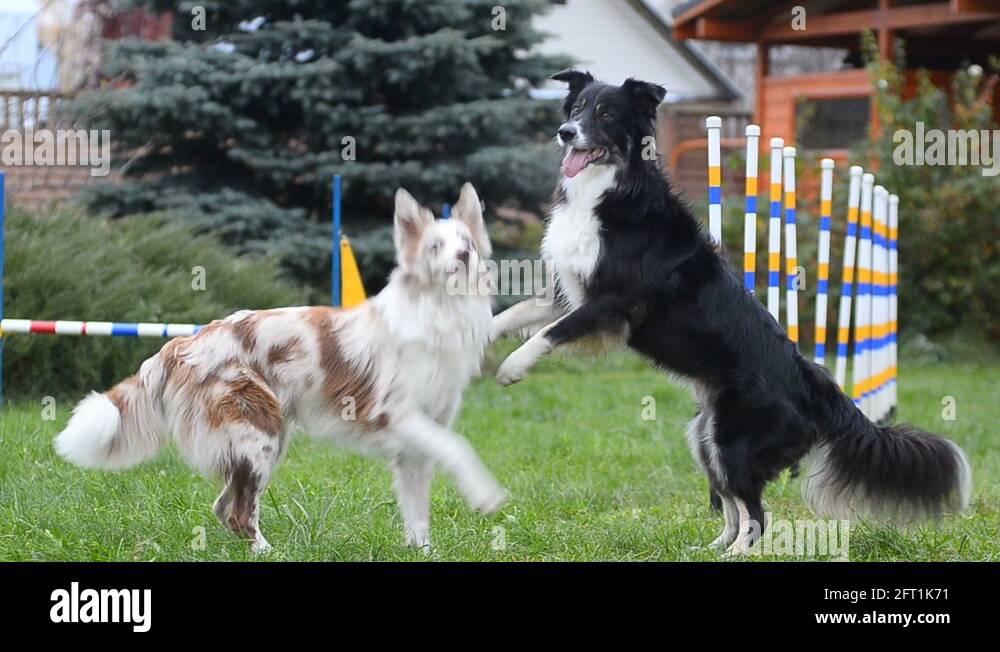 Collies Stock Videos & Footage - HD and 4K Video Clips - Alamy