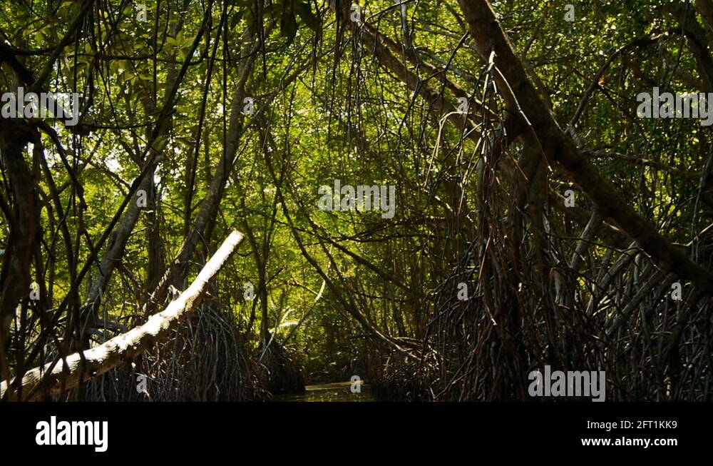 Kalu Ganga river in Sri Lanka, travelling by boat Stock Video Footage ...