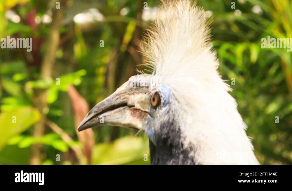 Neck crest Stock Videos & Footage - HD and 4K Video Clips - Alamy