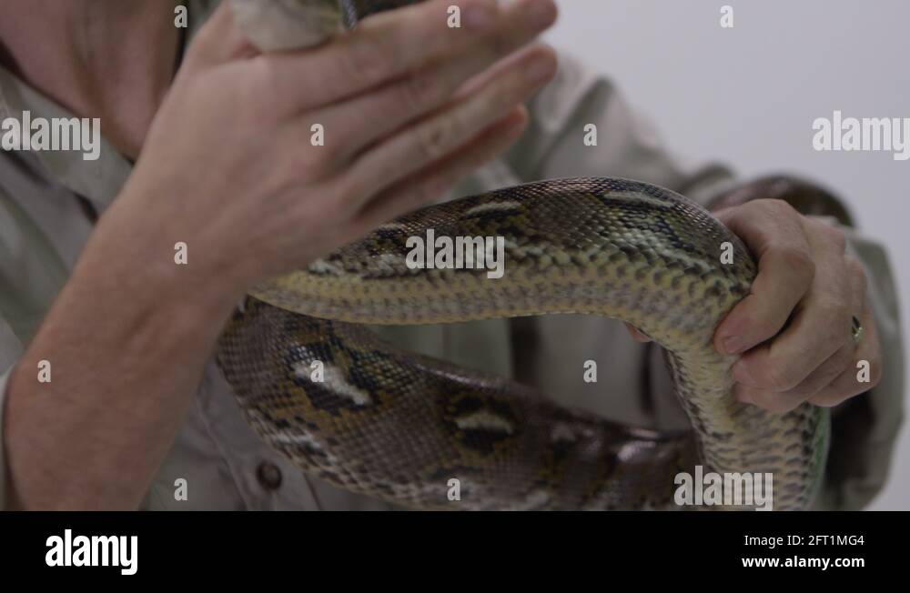 Boa constrictor cutout Stock Videos & Footage - HD and 4K Video Clips ...