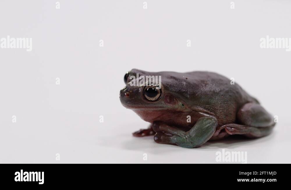 Hop frog Stock Videos & Footage - HD and 4K Video Clips - Alamy