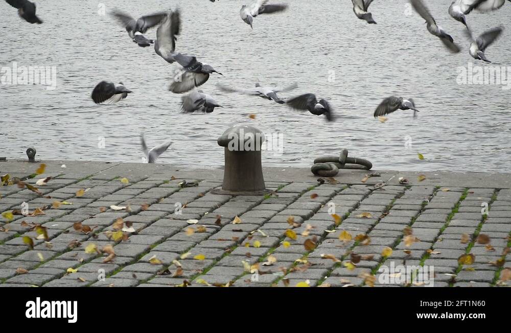 Wind blowing away leaves Stock Videos & Footage - HD and 4K Video Clips ...