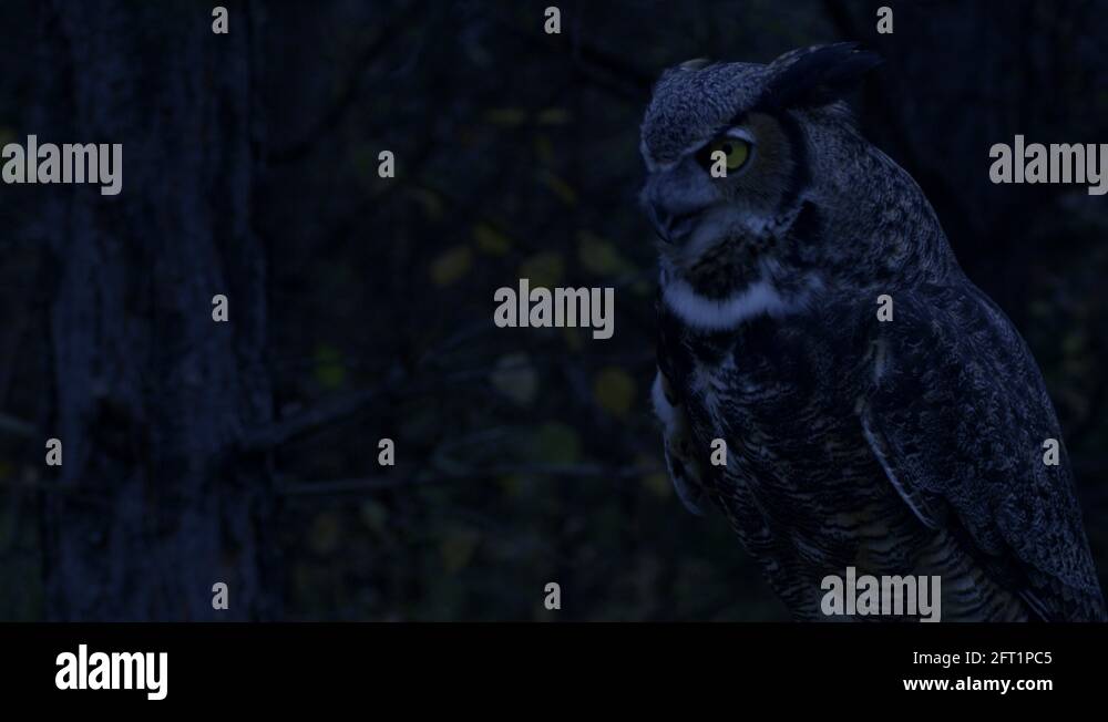 Night hunting bird species Stock Videos & Footage - HD and 4K Video ...