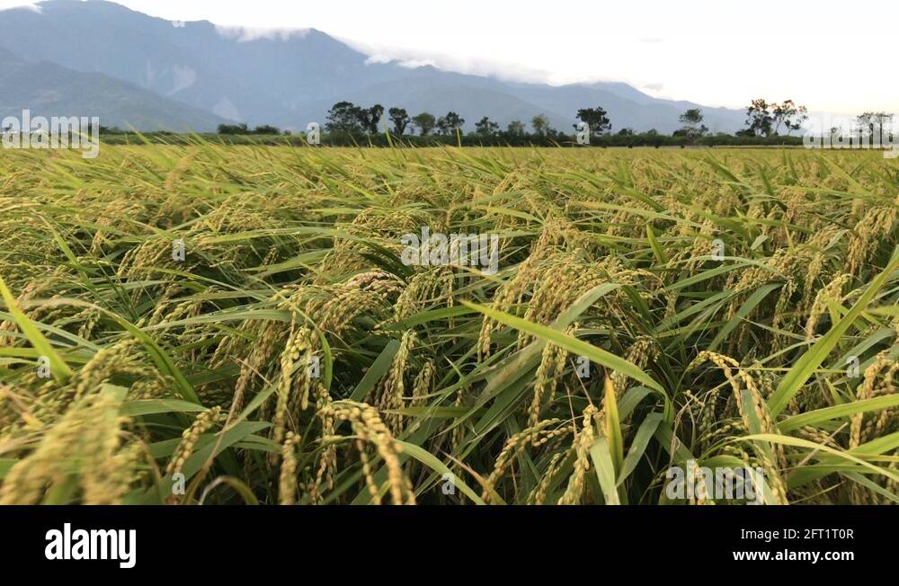 Paddy rice paddy Stock Videos & Footage - HD and 4K Video Clips - Alamy