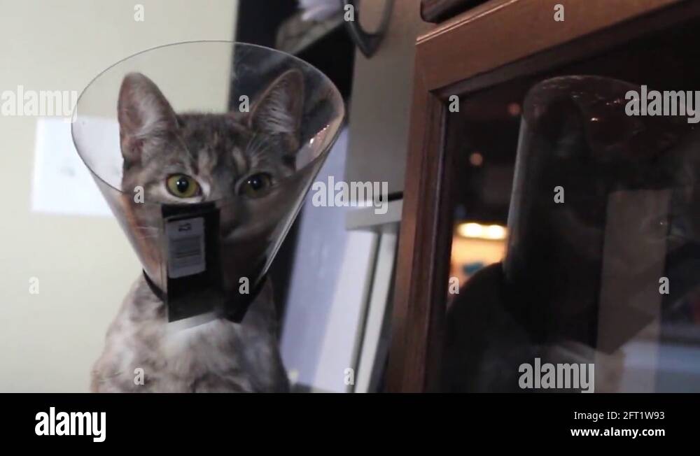 Cone cat Stock Videos & Footage - HD and 4K Video Clips - Alamy