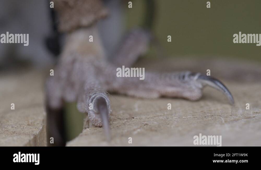 Owl claw Stock Videos & Footage - HD and 4K Video Clips - Alamy