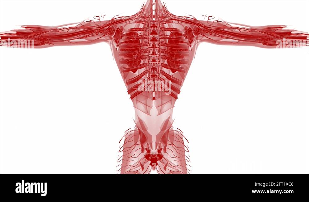 Loop Science Anatomy Tomography Scan Of Human Body Stock Video Footage ...