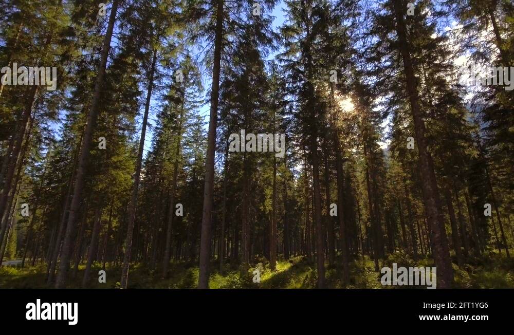 Sunlight gleam Stock Videos & Footage - HD and 4K Video Clips - Alamy