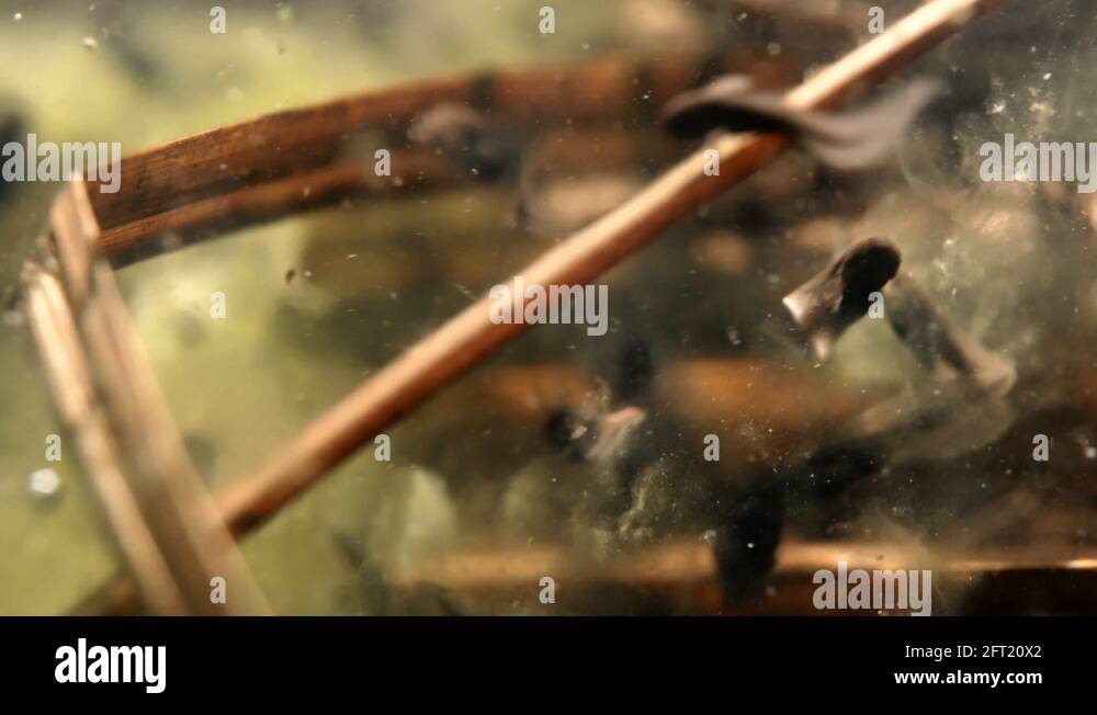 Hatching frog spawn Stock Videos & Footage - HD and 4K Video Clips - Alamy