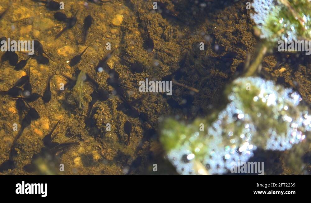 Common frog tadpole legs Stock Videos & Footage - HD and 4K Video Clips ...