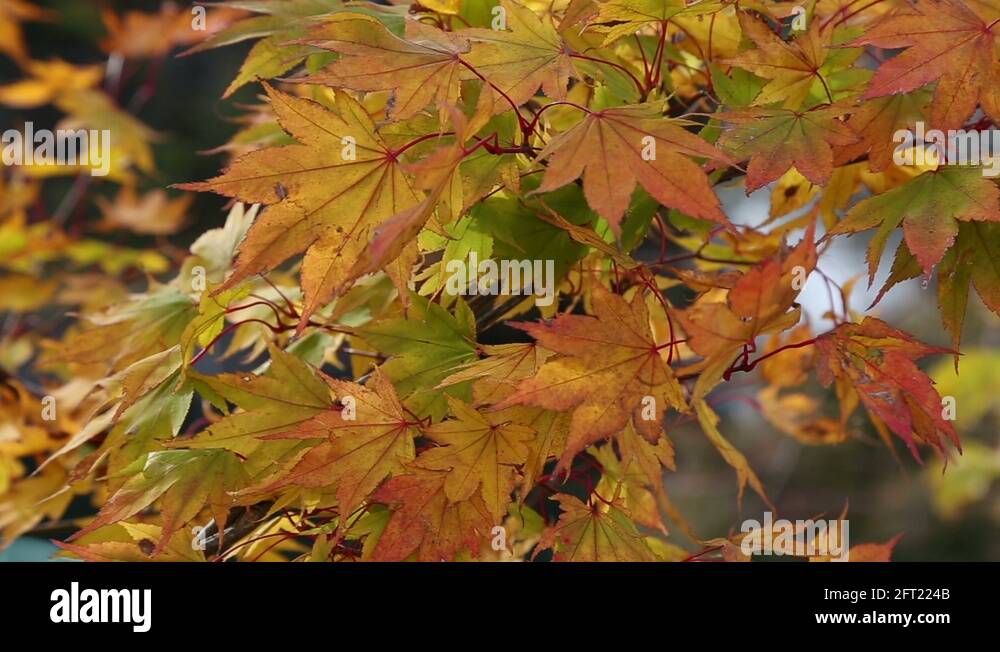 Korean maple leaves Stock Videos & Footage - HD and 4K Video Clips - Alamy