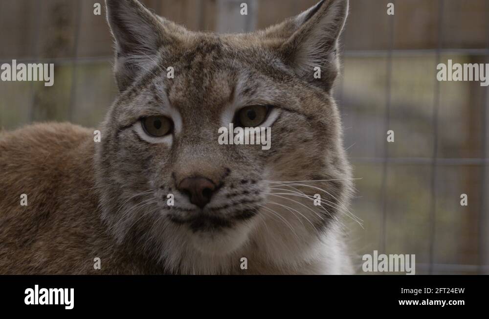 Lynx ears Stock Videos & Footage - HD and 4K Video Clips - Alamy