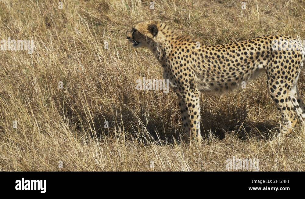 cheetah walking and facing to the left in masai mara, kenya Stock Video ...