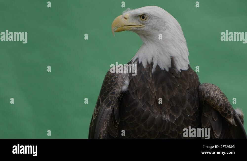 Bald eagle green screen profile to head on Stock Video Footage - Alamy