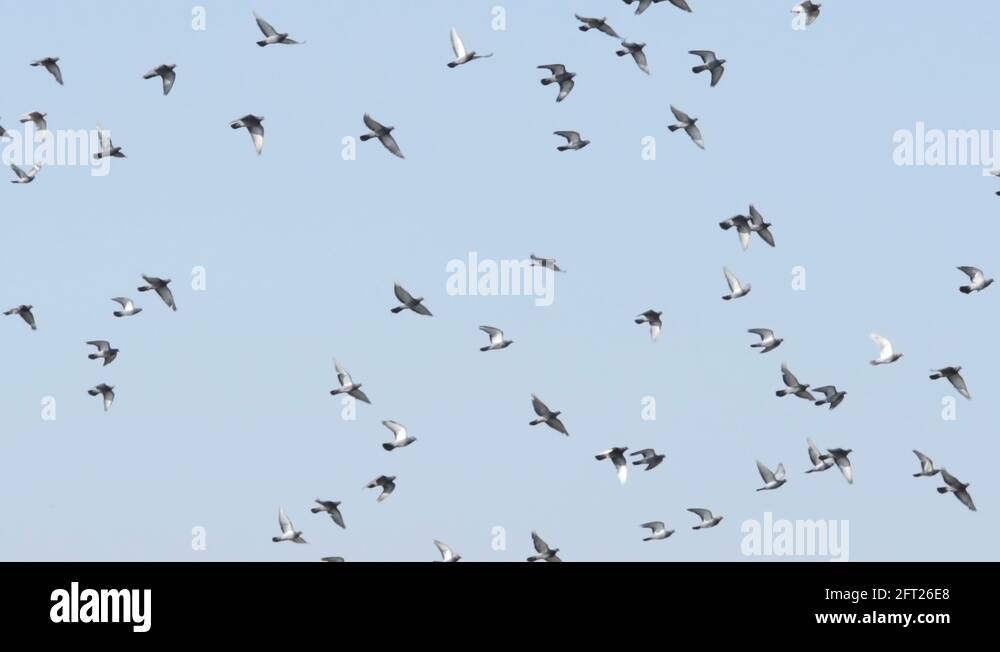 Flock of flying pigeons Stock Videos & Footage - HD and 4K Video Clips ...
