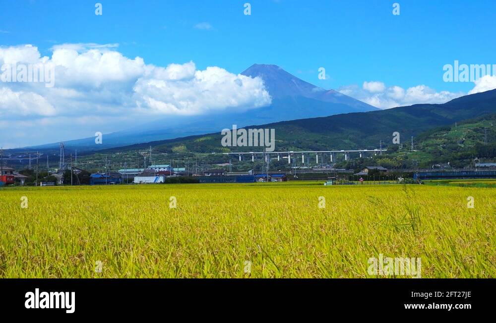 Japanese countryside with rice field, Mt Fuji and bullet train Stock ...