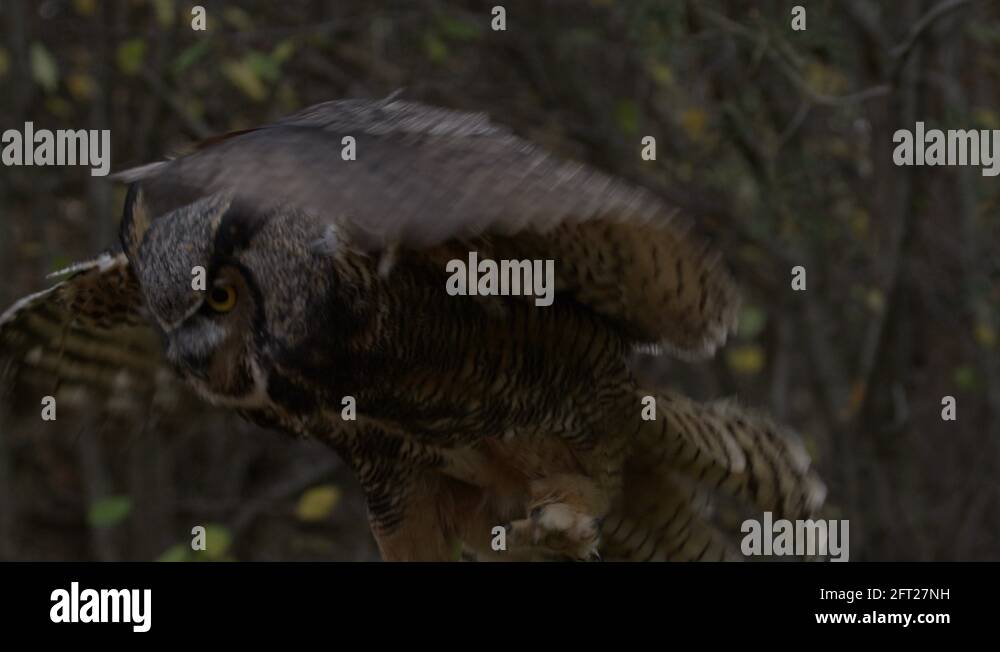 Wisdom wings Stock Videos & Footage - HD and 4K Video Clips - Alamy