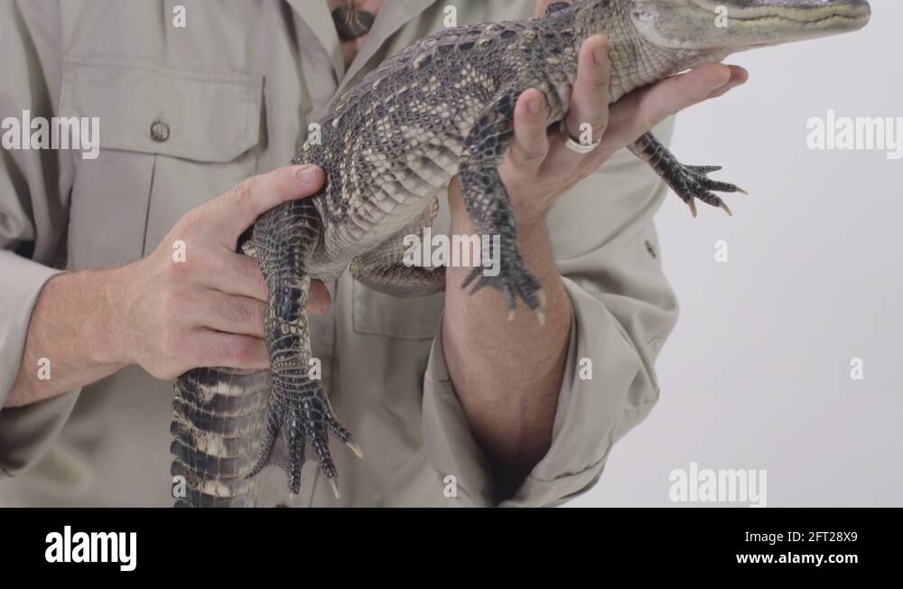 Alligator handler on safari white screen background Stock Video Footage ...