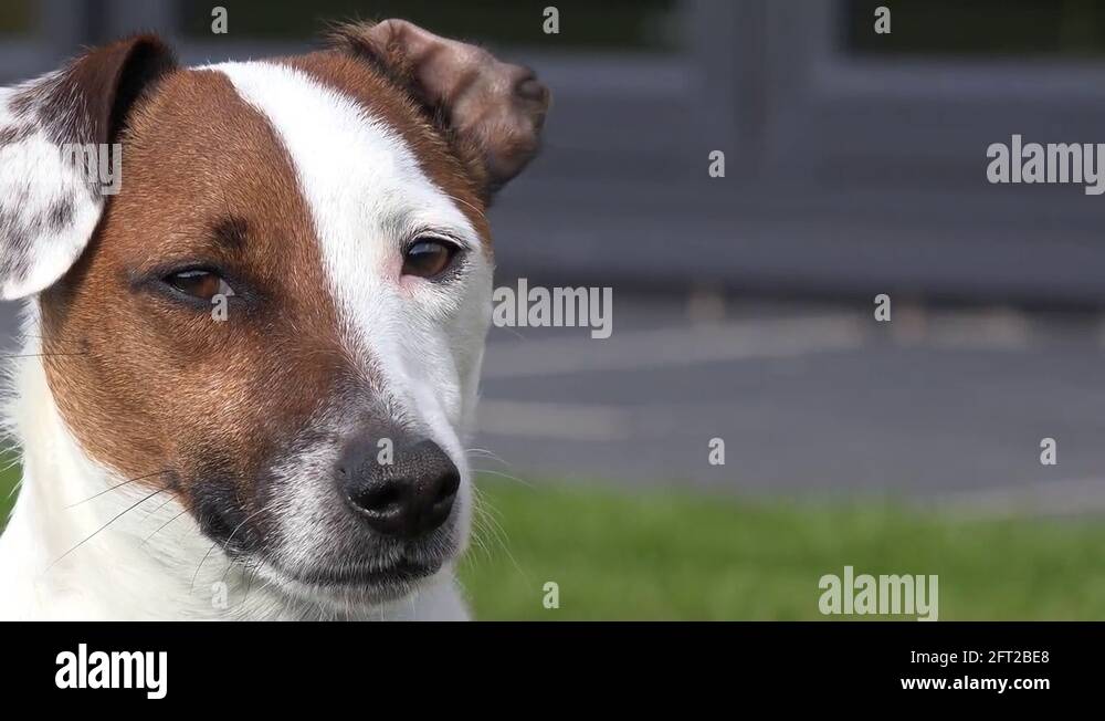 Jack russell head Stock Videos & Footage - HD and 4K Video Clips - Alamy