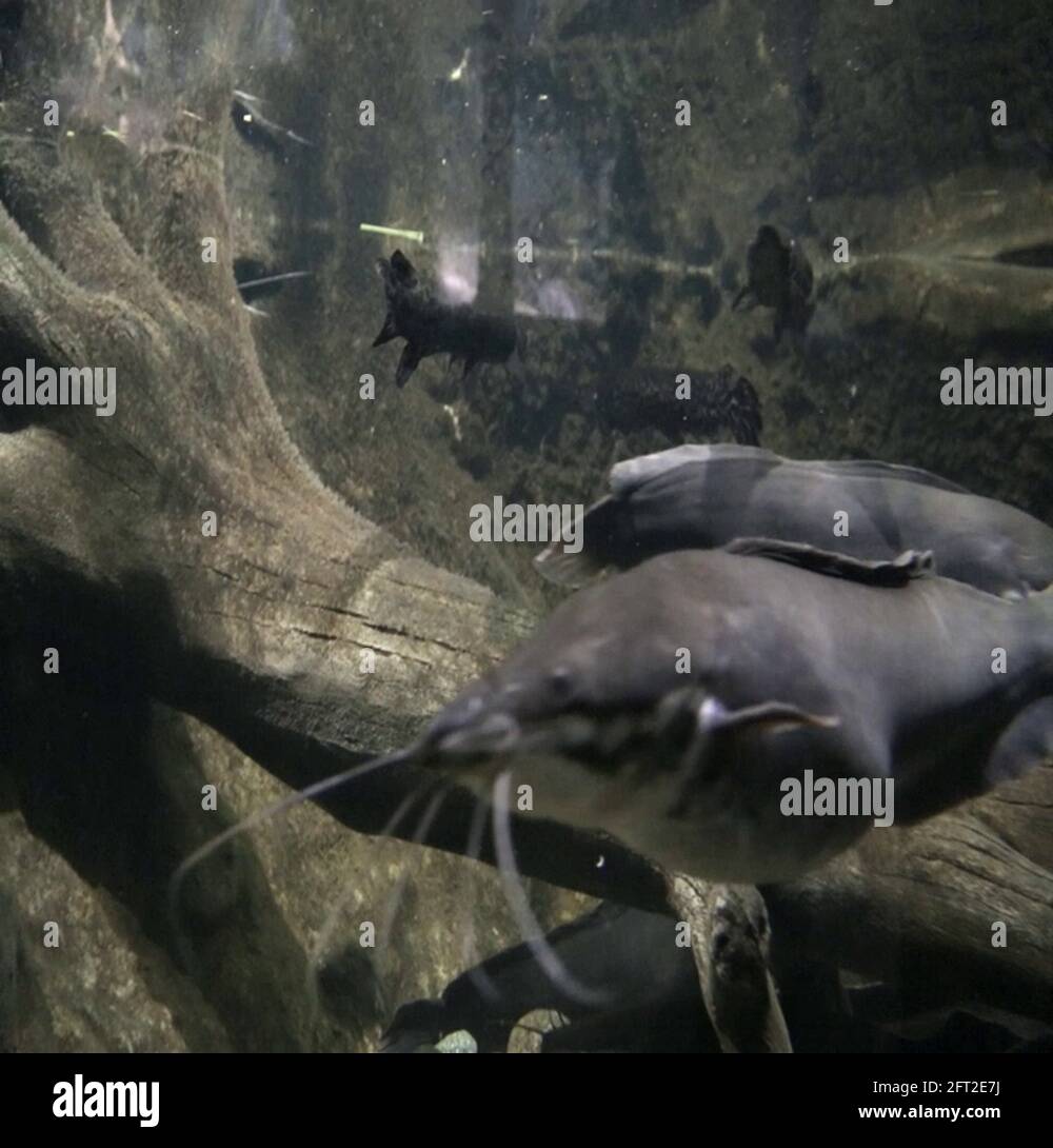 Clarias gariepinus Stock Videos & Footage - HD and 4K Video Clips - Alamy