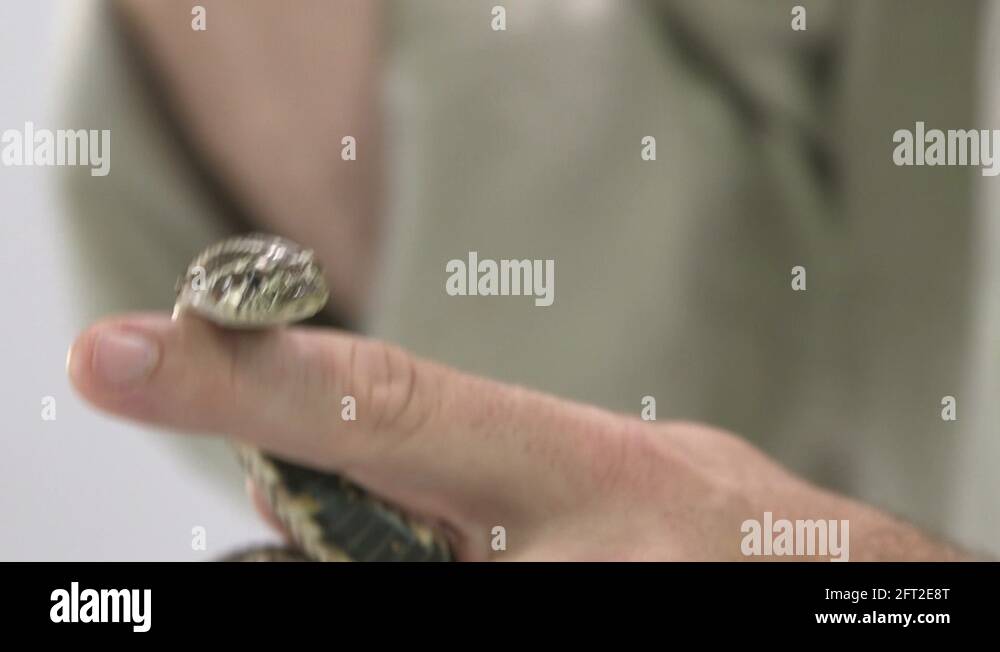 Snake smelling with tongue Stock Videos & Footage - HD and 4K Video ...