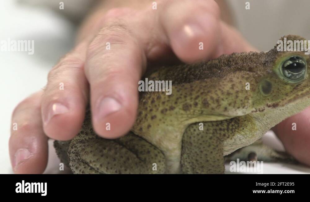 Cane toad side profile white Stock Video Footage - Alamy