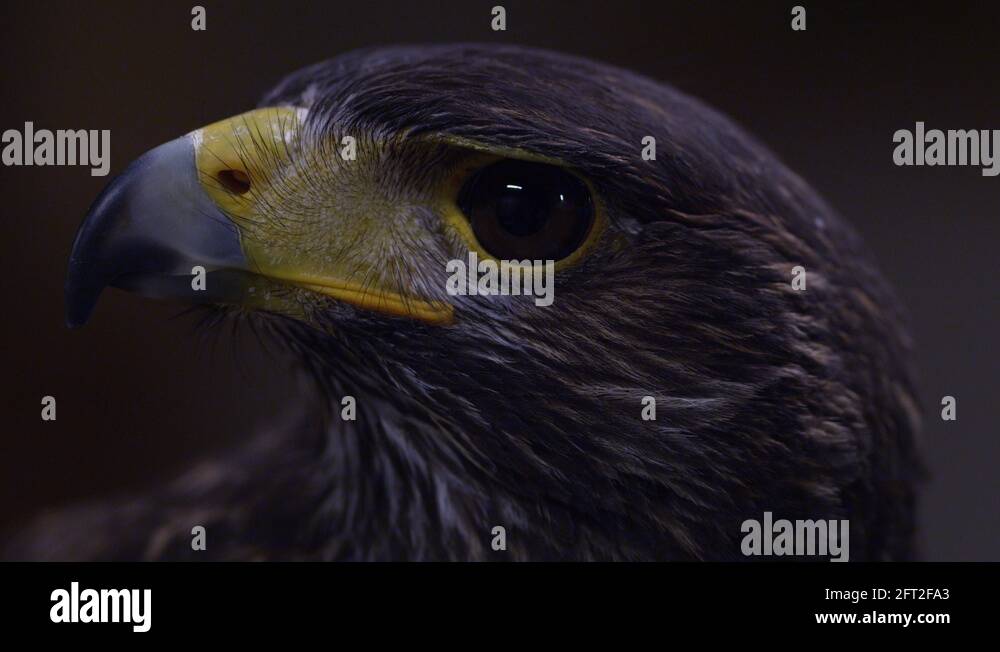 Bird side profile Stock Videos & Footage - HD and 4K Video Clips - Alamy