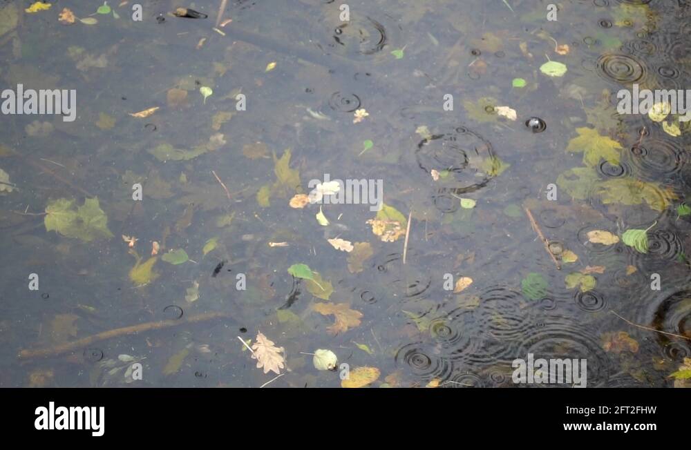 Puddle leaves Stock Videos & Footage - HD and 4K Video Clips - Alamy