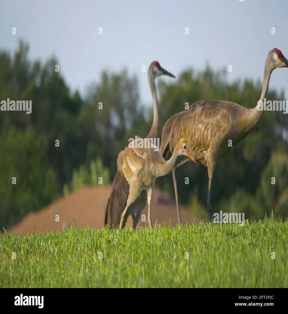 Attack of the cranes Stock Videos & Footage - HD and 4K Video Clips - Alamy