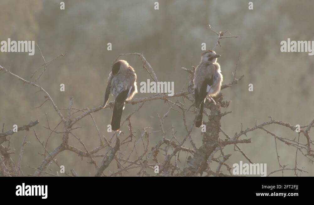 Jay birds Stock Videos & Footage - HD and 4K Video Clips - Alamy
