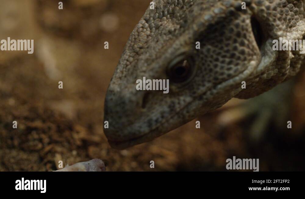 Feeder mouse Stock Videos & Footage - HD and 4K Video Clips - Alamy