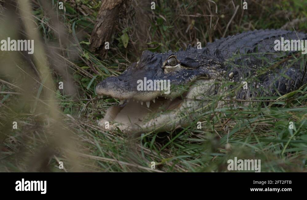 Alligator hunting in tall weeds and grass Stock Video Footage - Alamy