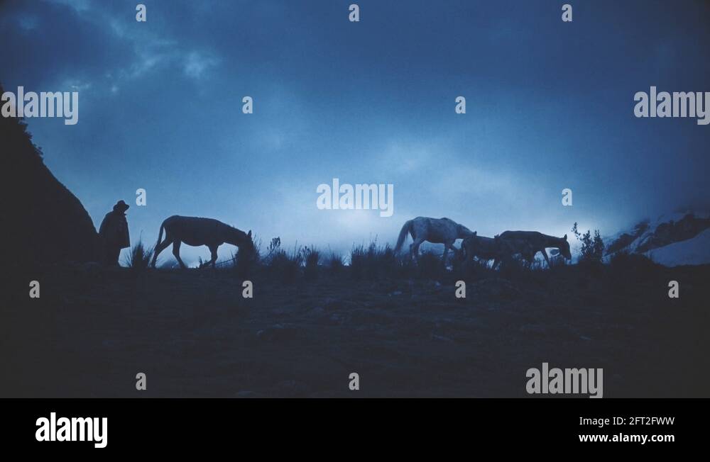 Shepherd with cattle Stock Video Footage - Alamy