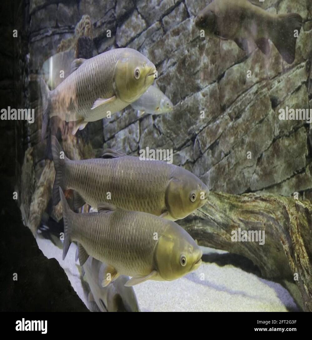 White amur Stock Videos & Footage - HD and 4K Video Clips - Alamy
