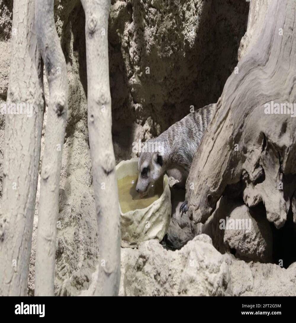 Meerkat species Stock Videos & Footage - HD and 4K Video Clips - Alamy