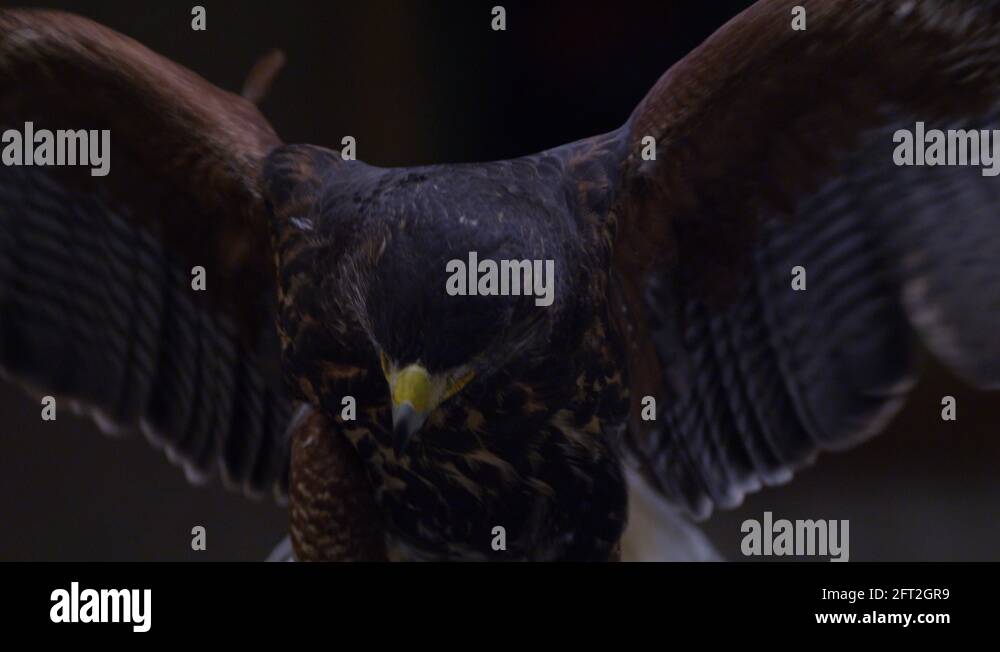 Wings of the hawk Stock Videos & Footage - HD and 4K Video Clips - Alamy