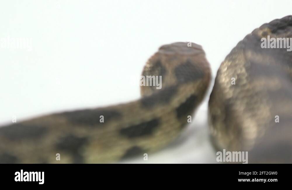 Snake face close up Stock Videos & Footage - HD and 4K Video Clips - Alamy