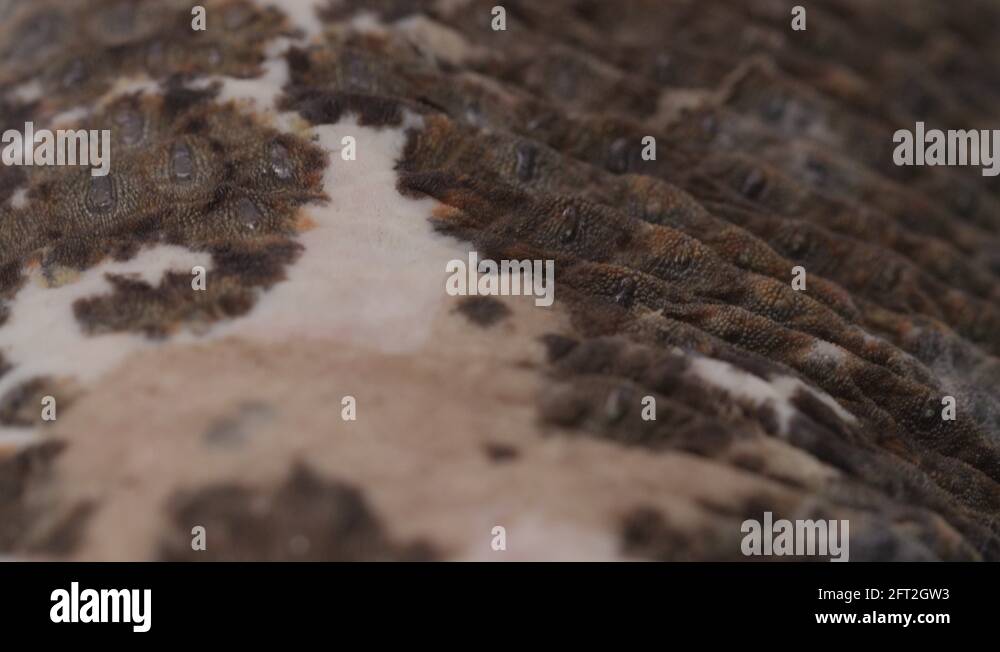 Animal scars Stock Videos & Footage - HD and 4K Video Clips - Alamy