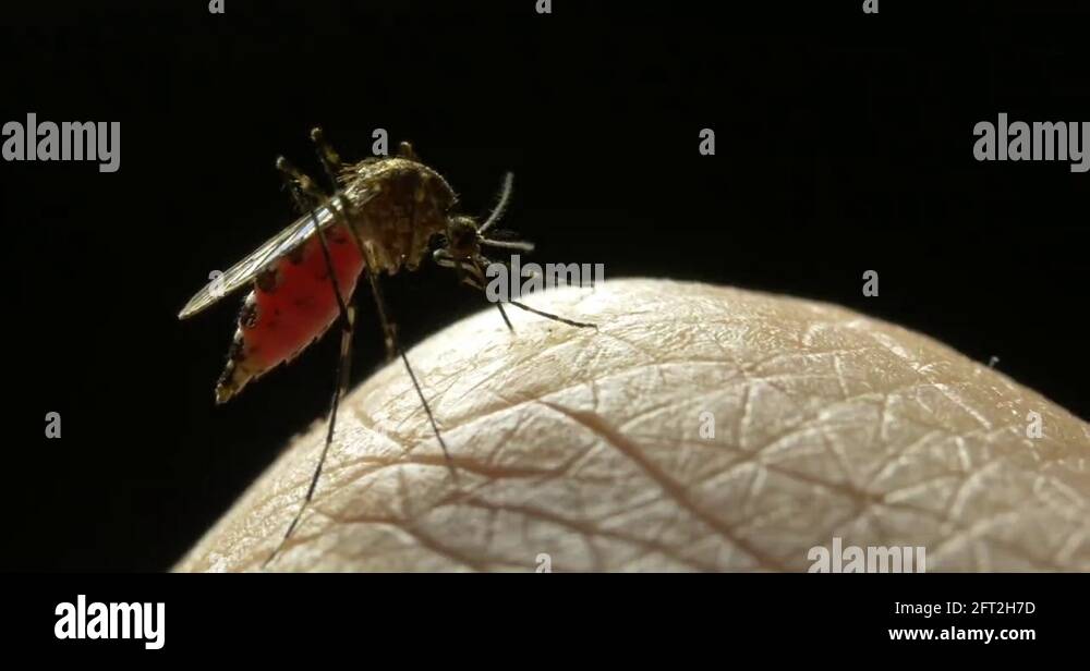 Mosquito borne diseases include malaria, dengue, zica Stock Video ...