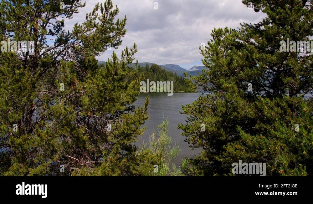 Flying through pine trees Stock Videos & Footage - HD and 4K Video ...