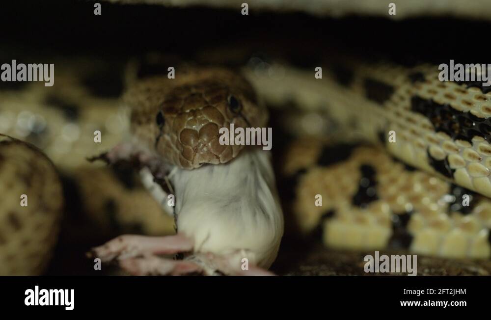 Snake mouth venom Stock Videos & Footage - HD and 4K Video Clips - Alamy