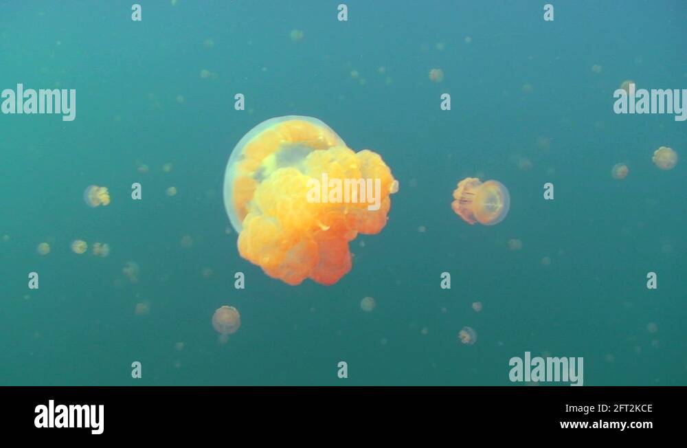 Golden jellyfish Stock Videos & Footage - HD and 4K Video Clips - Alamy