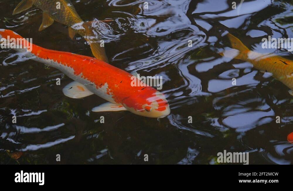 Koi Fish with orange and white markings enjoying holiday in Maui Stock ...