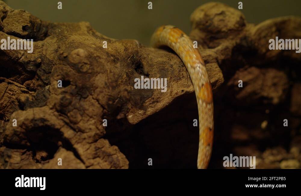 Snake curve Stock Videos & Footage - HD and 4K Video Clips - Alamy